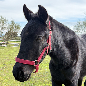Horizonte Animal · Experiencias de ocio con caballos en Madrid